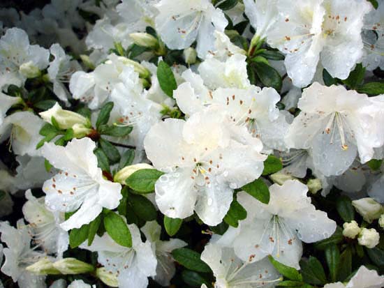 Azalea | World Of Flowers